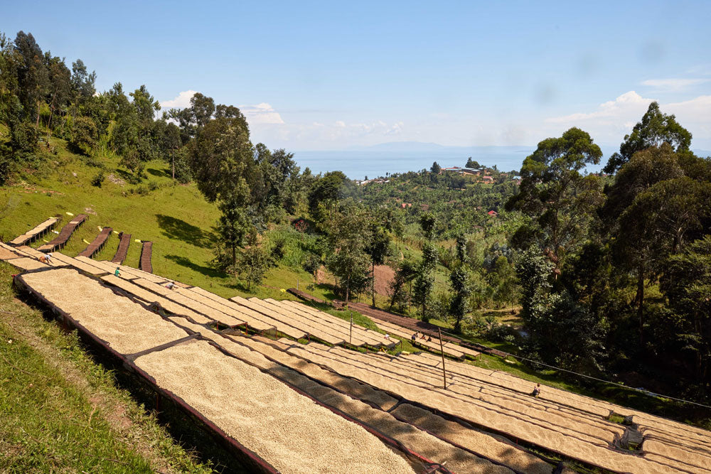 The Coffee of the Summer: Rwanda Kirorero, Washed – Mill City Roasters
