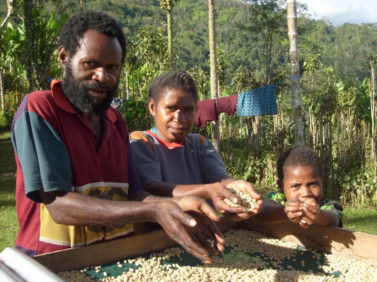 Coffee Varieties and Their Lineage – Mill City Roasters